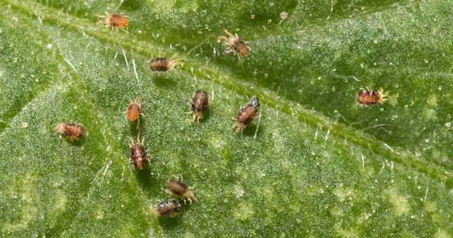 Spider Mites: Identification, Risks & Control Methods | Amco Pest Library