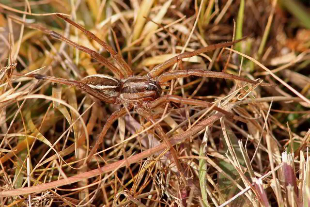 Wolf Spiders: Identification, Behavior, and Control Methods | Amco Pest ...