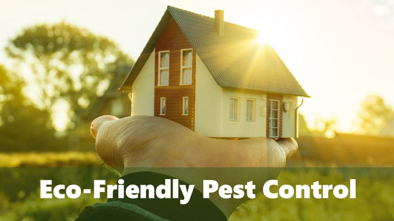 5 Eco Friendly Pest Control Solutions for a Safer Home