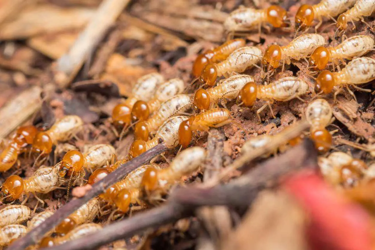 Preventing Property Damage from Pests Today
