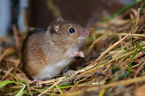 The Best Way To Get Rid Of Mice During Rodent Season