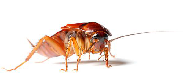 Five Early Signs Of Cockroaches In Your New Jersey Home