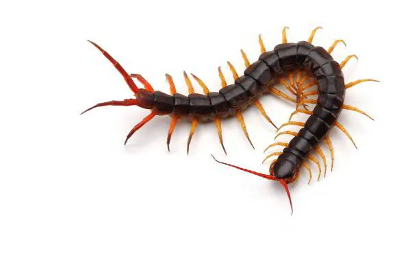 Centipede Control: Facts, Risks & Prevention Tips by Amco