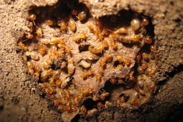 Winter Termite Activity in New Jersey: What You Need to Know