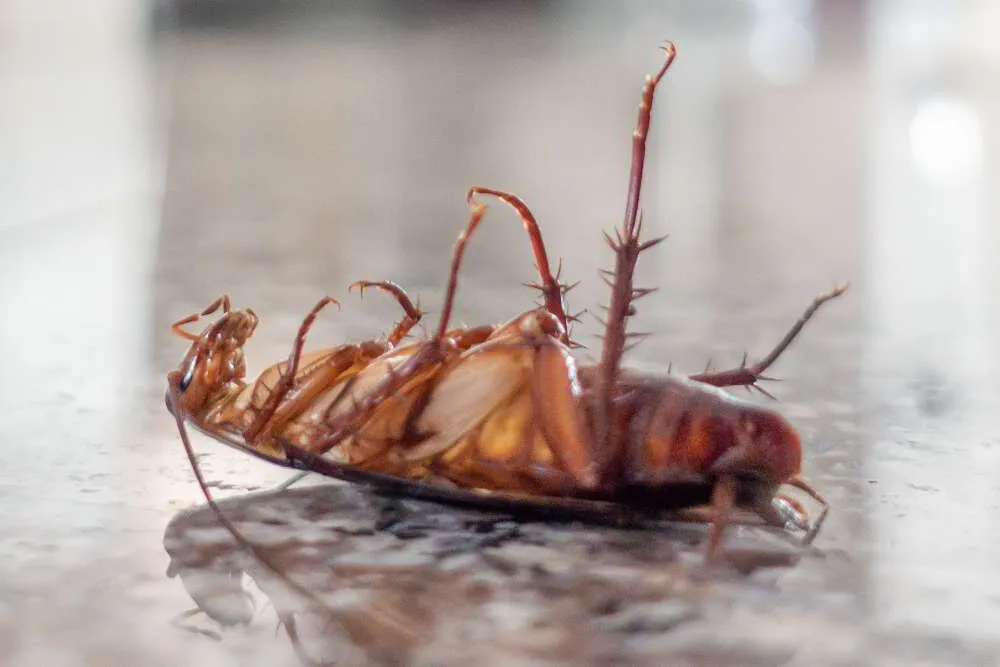 Amco Pest Control - Effective Solutions for Your Home