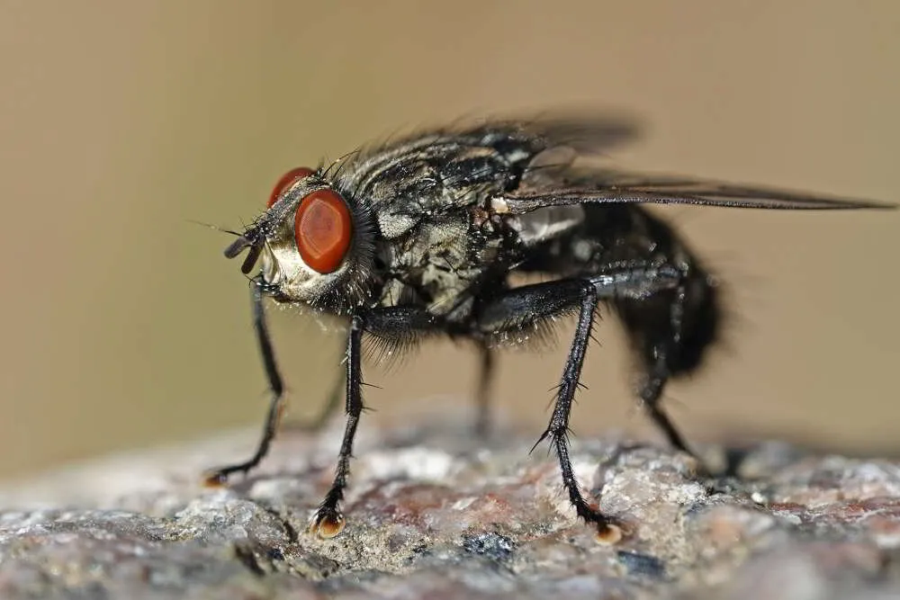 Amco Pest Control - Effective Solutions for Your Home