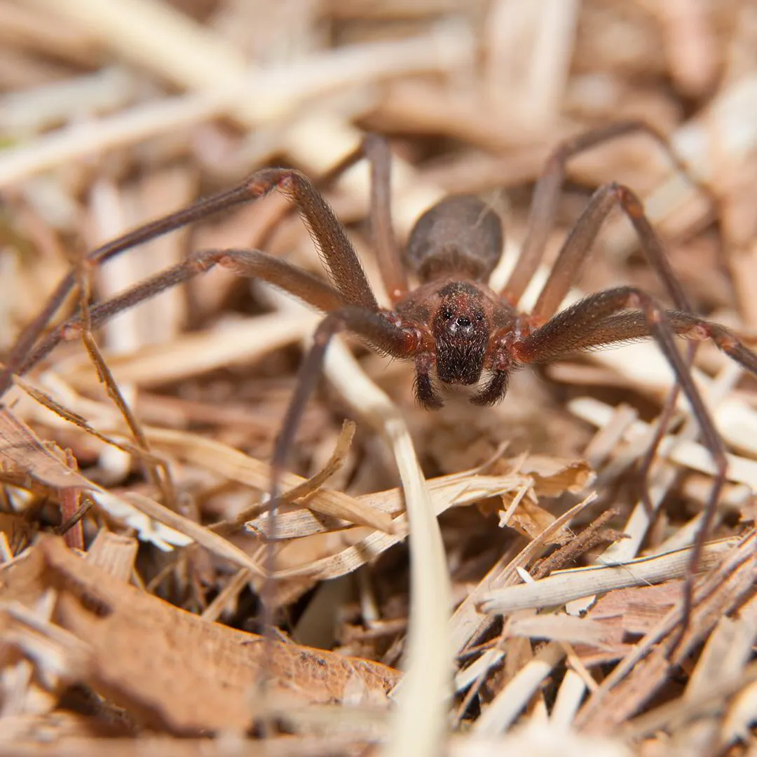 Brown Recluse Spider Infestation Solutions | AMCO Pest Control