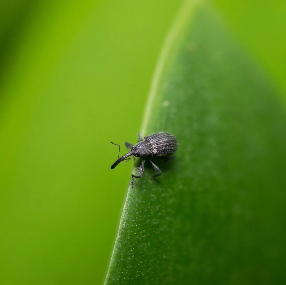 Weevil Control & Prevention | Eco-Friendly Pest Solutions in New Jersey