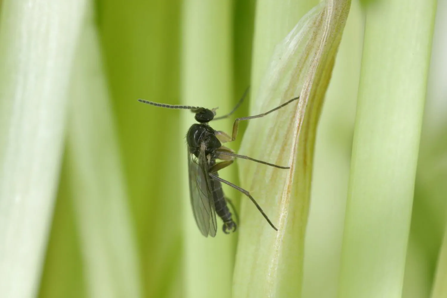 Gnats: How to Identify and Eliminate Them Effectively | Amco Pest Library