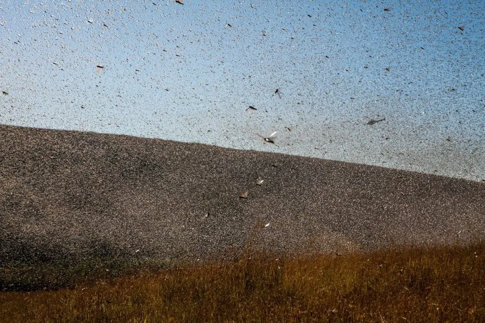 Locusts: Understanding Their Behavior, Risks, and Control Methods ...