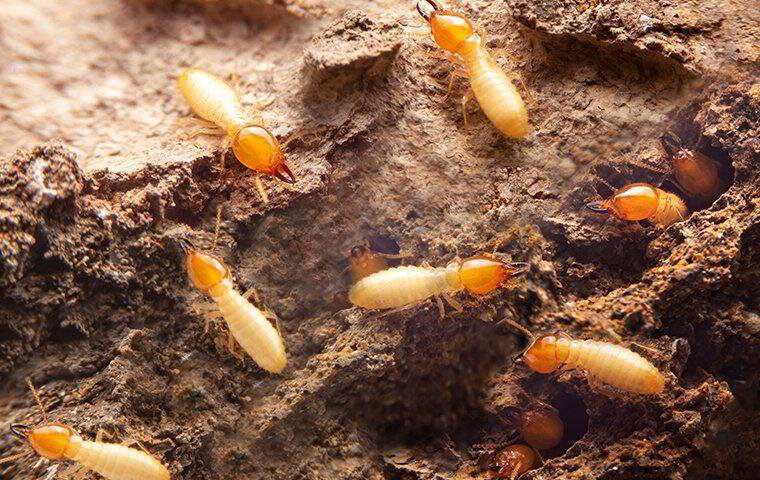 Understanding the Impact of Termites on Structural Integrity