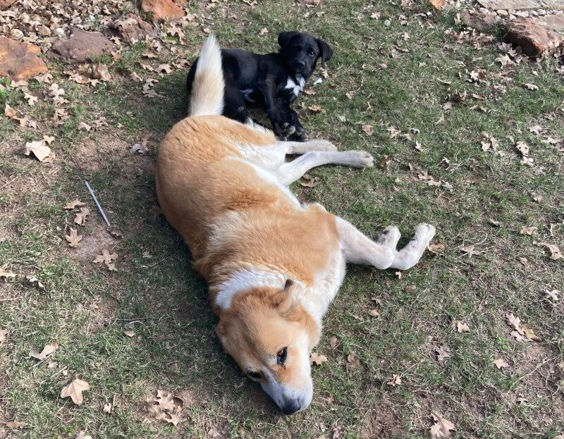 Puppies and algorithms