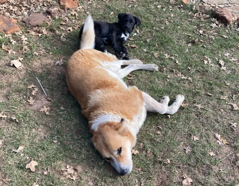 Puppies and algorithms