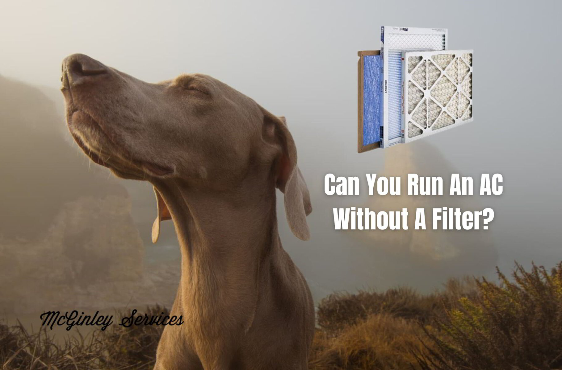 Can Dogs Live Without Air Conditioning