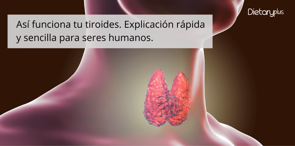 Así funciona tu tiroides. Explicación rápida y sencilla para los seres ...
