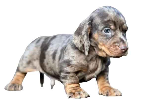 Perros Salchicha