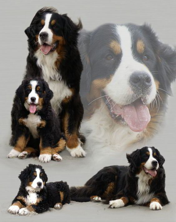 Cachorros Bernes de la montaña | Boyero de Berna