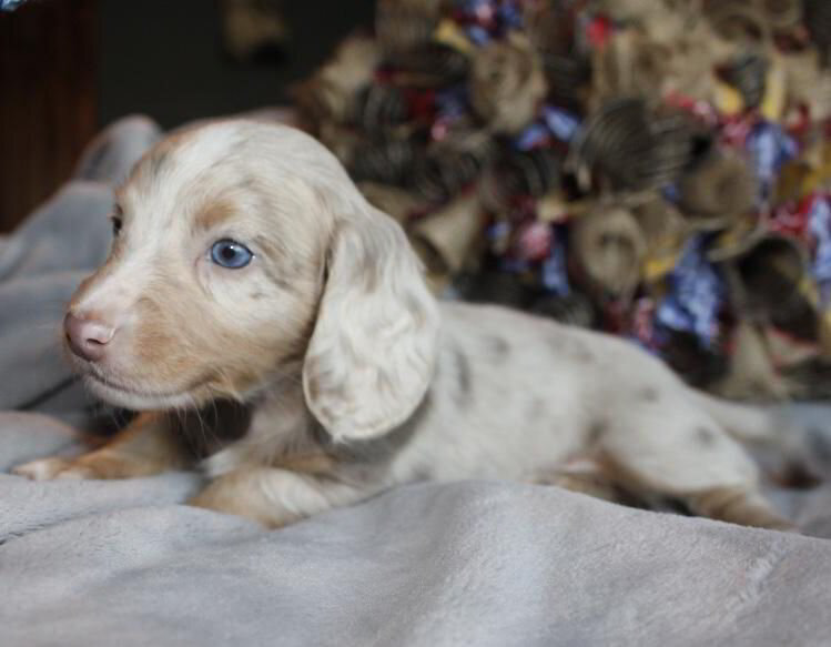 CACHORROS PUPPY DACHSHUND TECKEL PERRO SALCHICHA