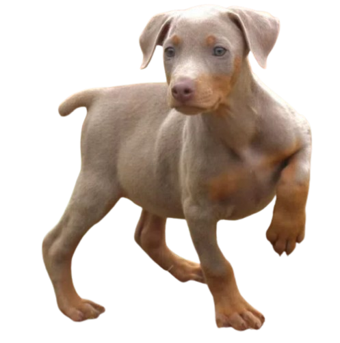 Cachorro Doberman Isabella
