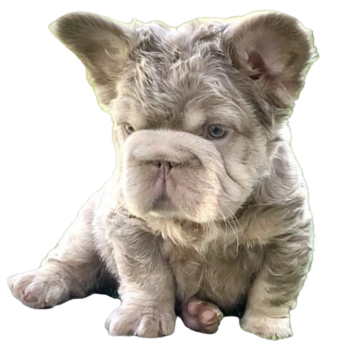 Bulldog frances fluffy big rope