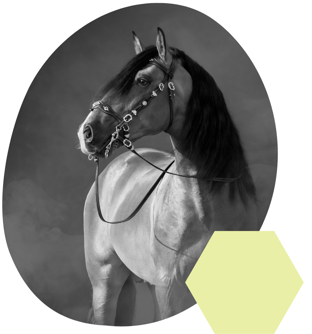 Smart Expert, l'expert-comptable du secteur équestre