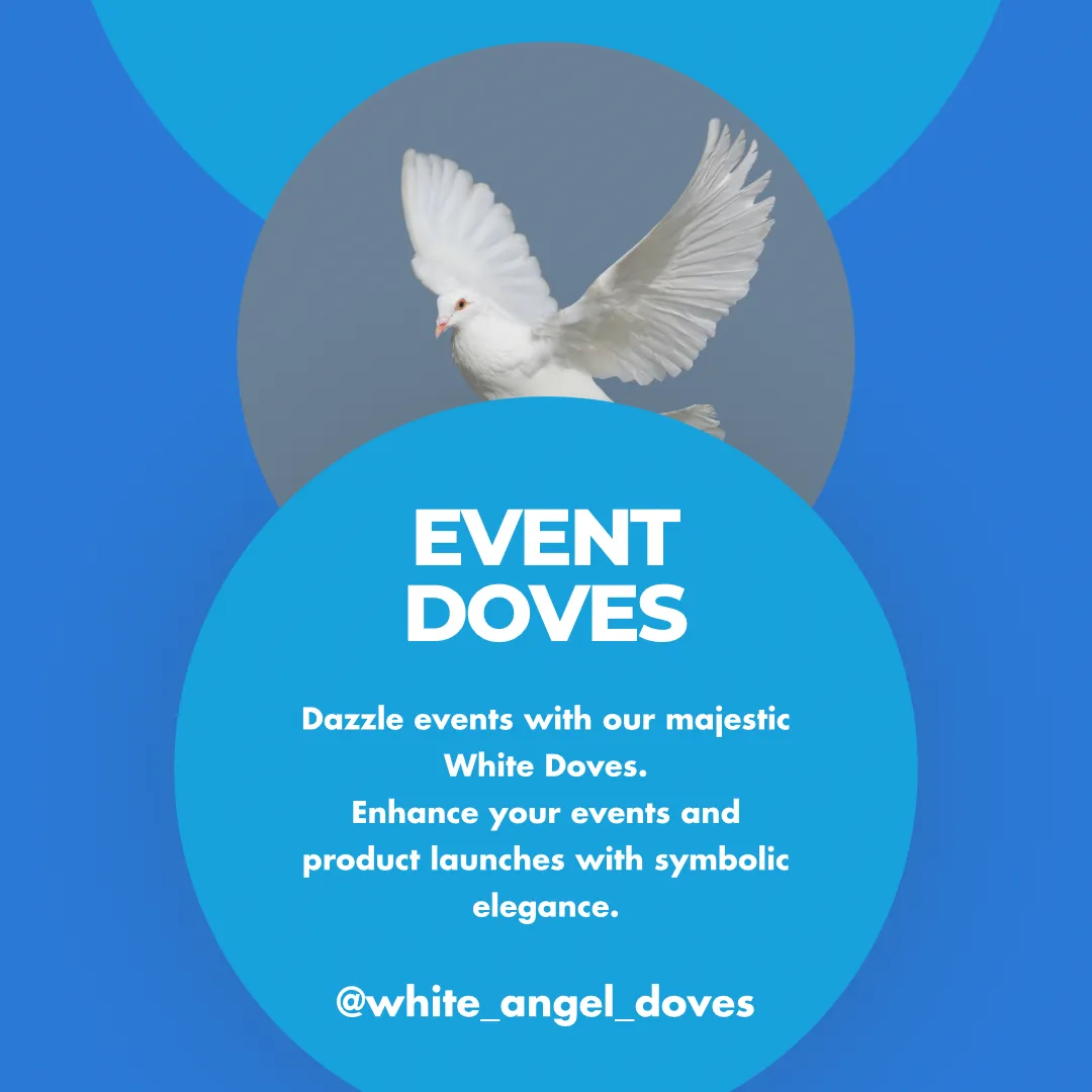 White Angel Doves Melbourne - Event Doves for All Occasions