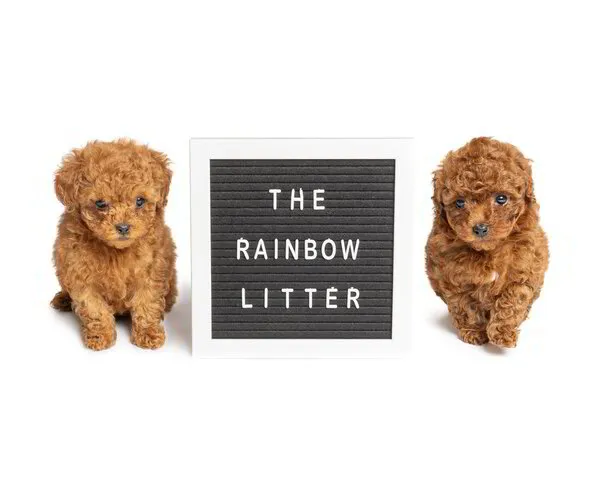 Pocket Puppies Europe | Future Litters & Official Puppy Waitlist