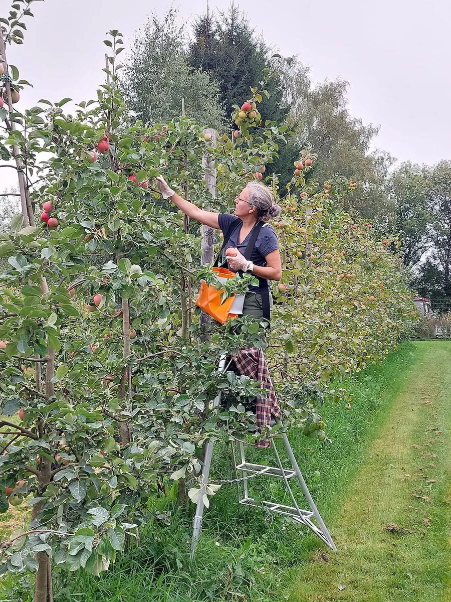 Om os på Fryksdalens musteri och trädgård