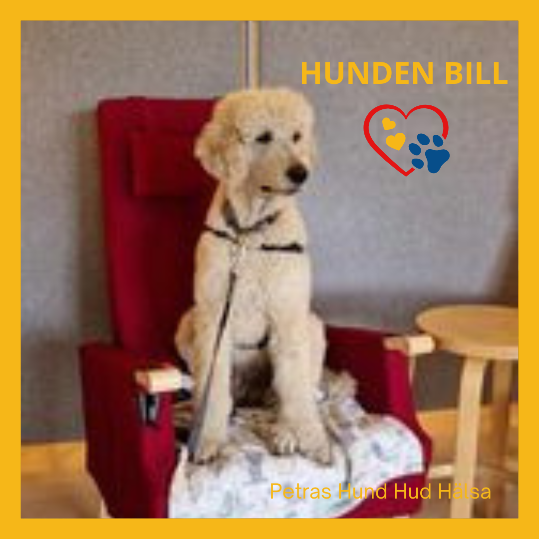 Presentation av Kungspudeln Bill, hans styrkor och egenskaper