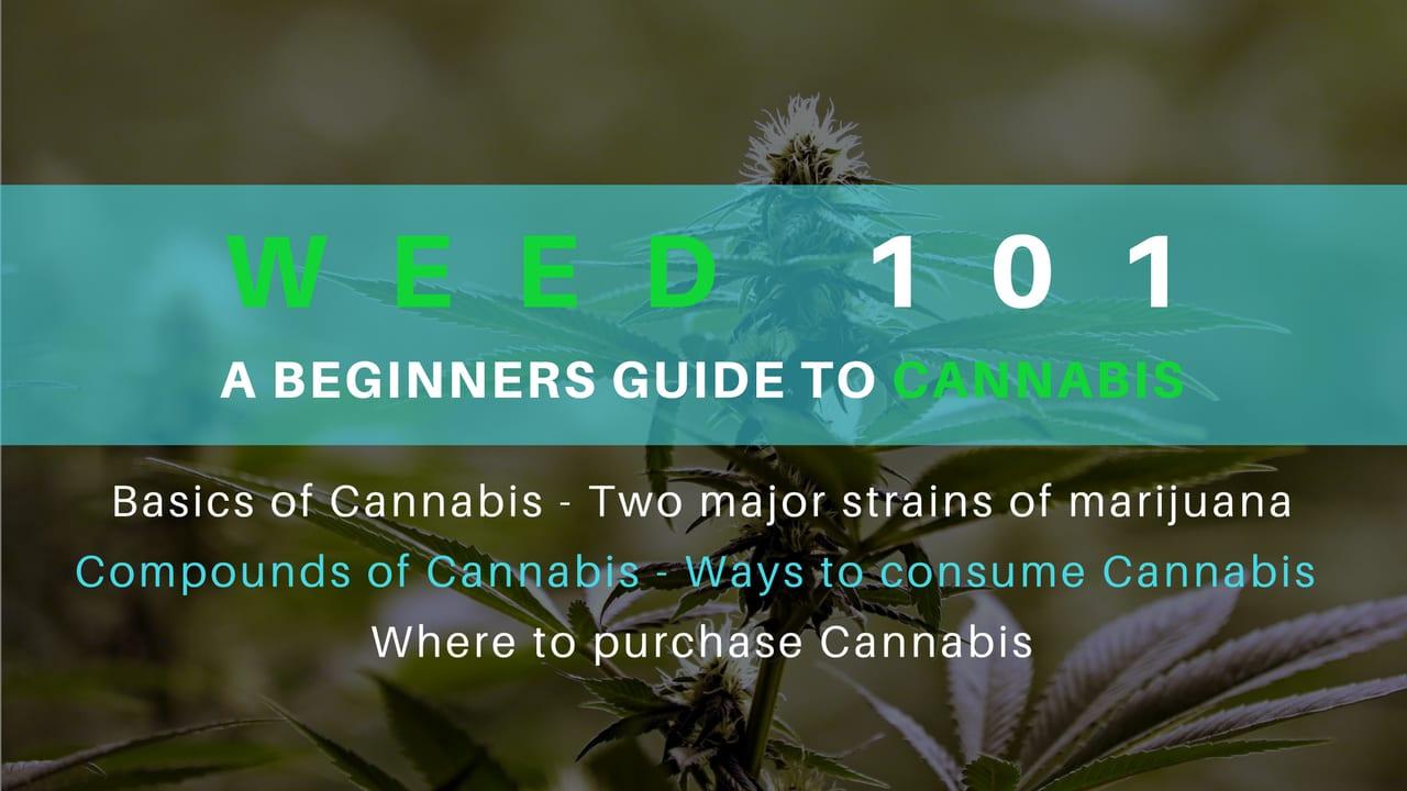 Beginners guide to cannabis