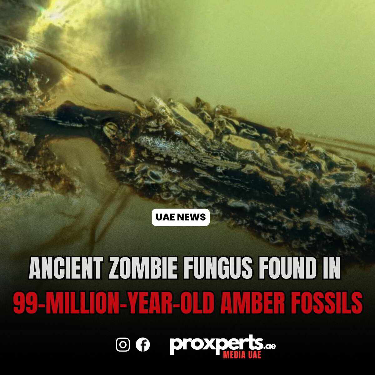 Ancient Zombie Fungus Found in 99-Million-Year-Old Amber Fossils