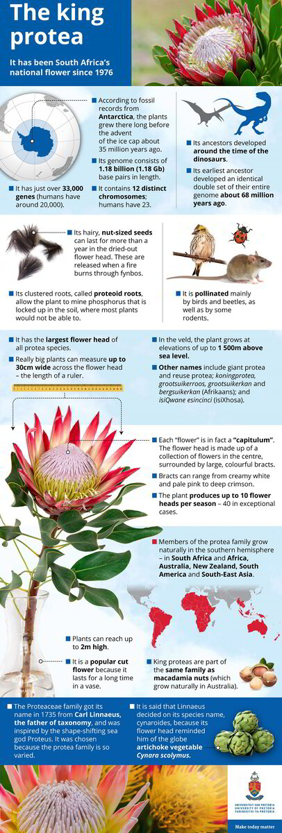 UP researchers decode genome of king protea