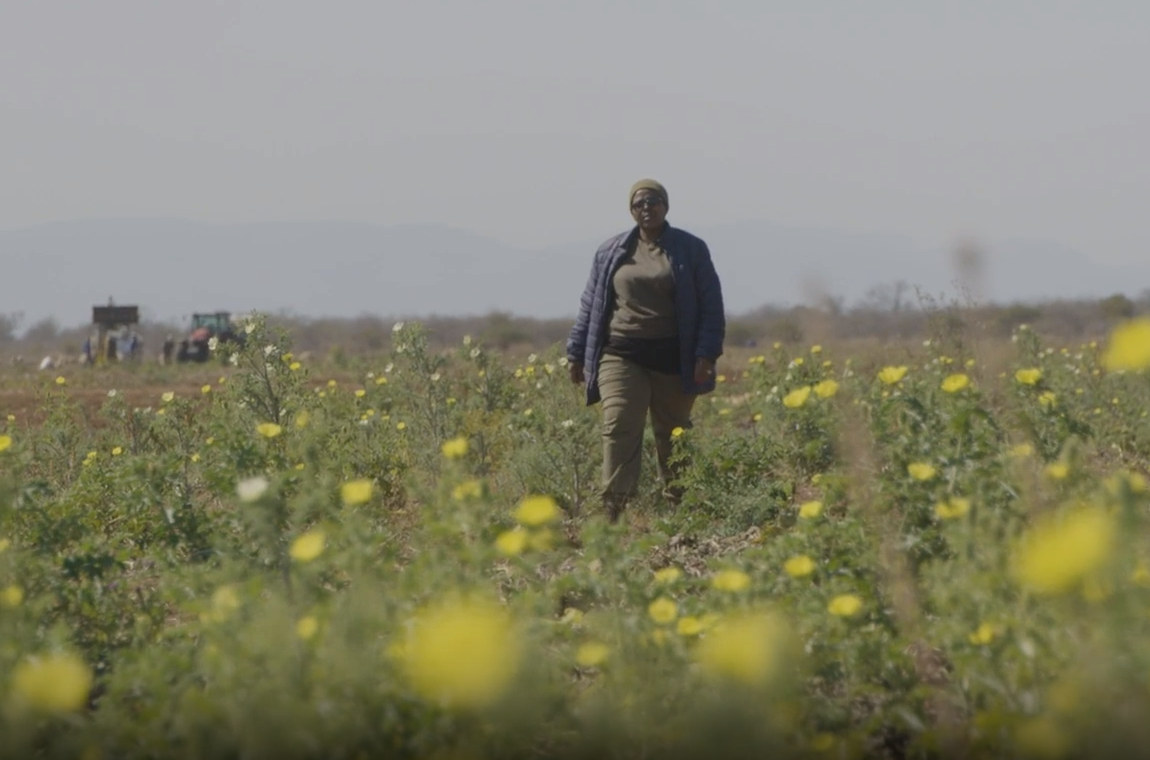 Kgodiso Development Fund Empowers Limpopo Potato Farmers