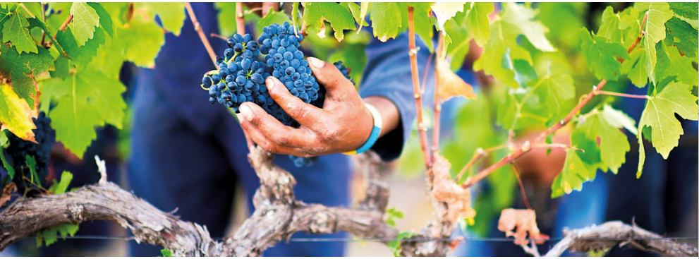 KARIN KLEINBOOI LEI TRANSFORMASIE EN ONTWIKKELING IN DIE WYNBEDRYF