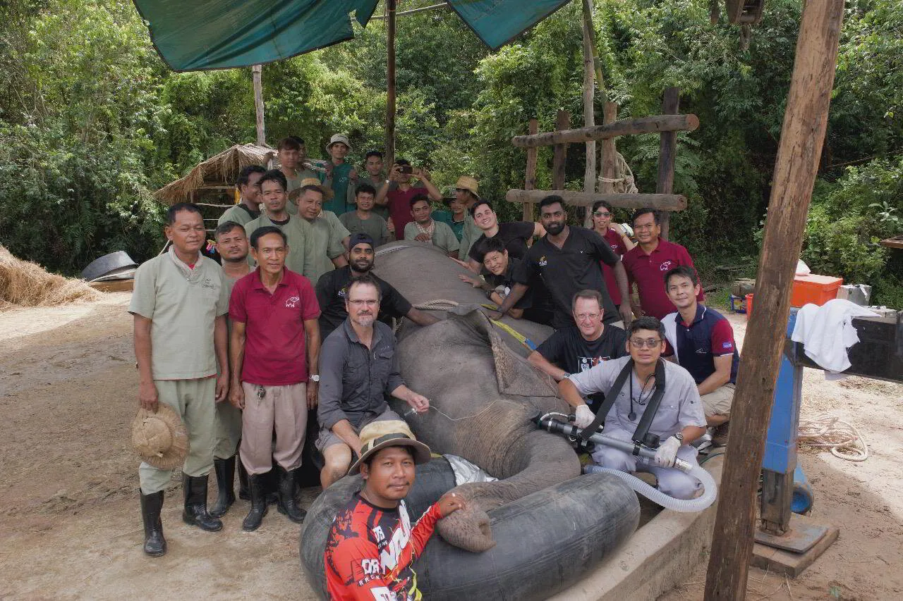 UP vets lead Cambodia’s first elephant tusk removal procedure