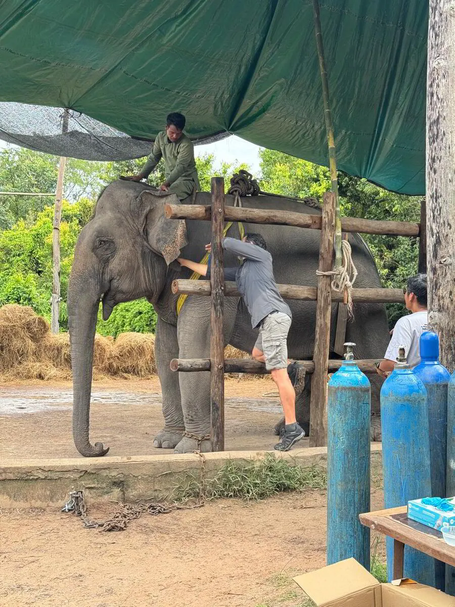 UP vets lead Cambodia’s first elephant tusk removal procedure