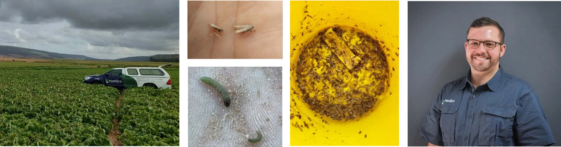 POTATO FARMERS BENEFIT FROM EXPANSION OF POTATO TUBER MOTH MONITORING ...