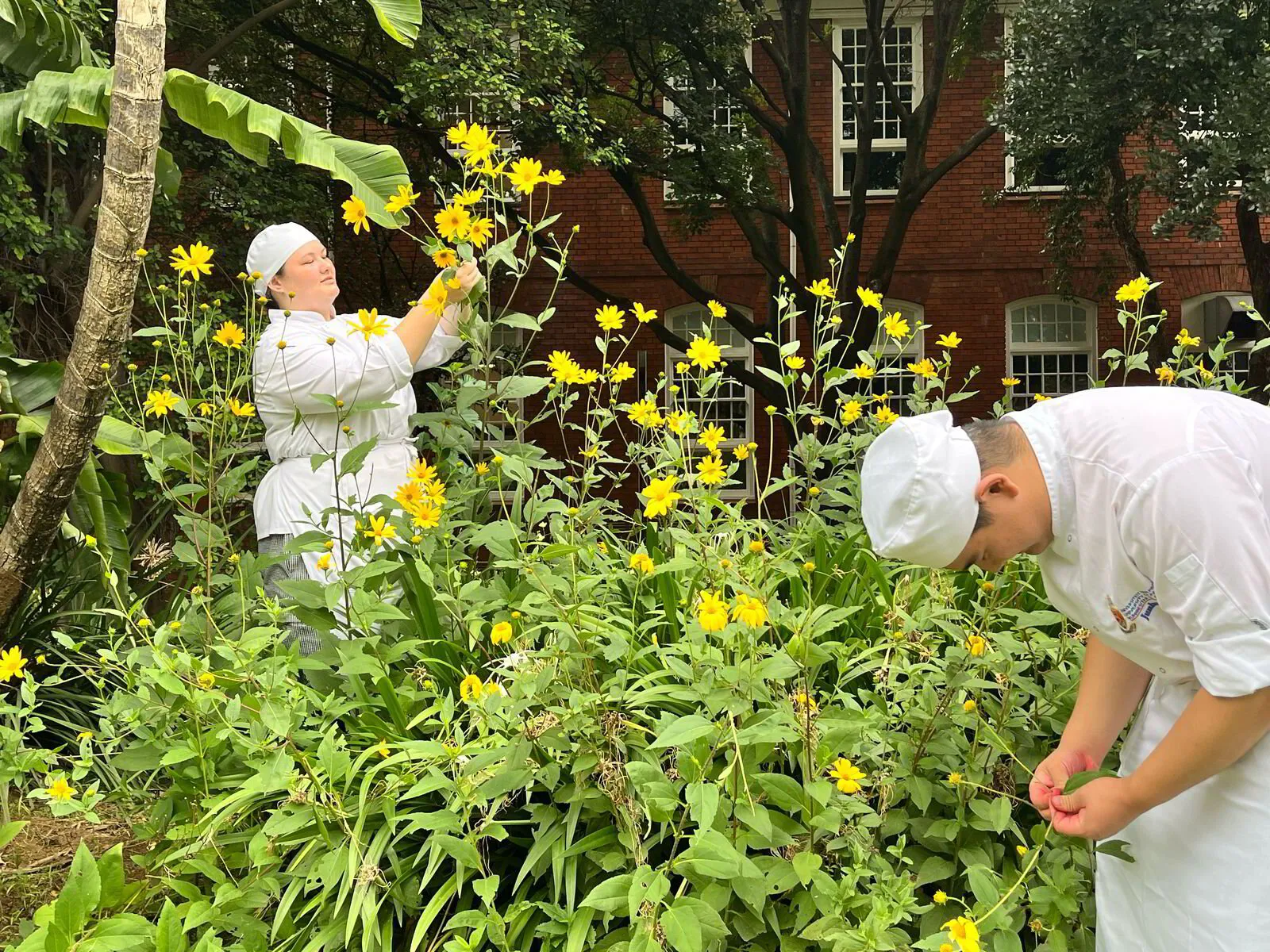 UP’s Giving Garden helps community about growing edible plants