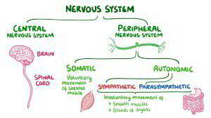 Sympathetic Nervous System