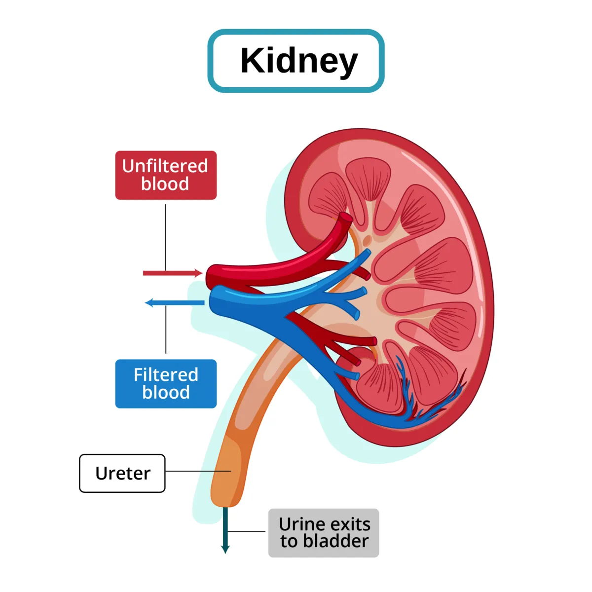 Kidney Function 101