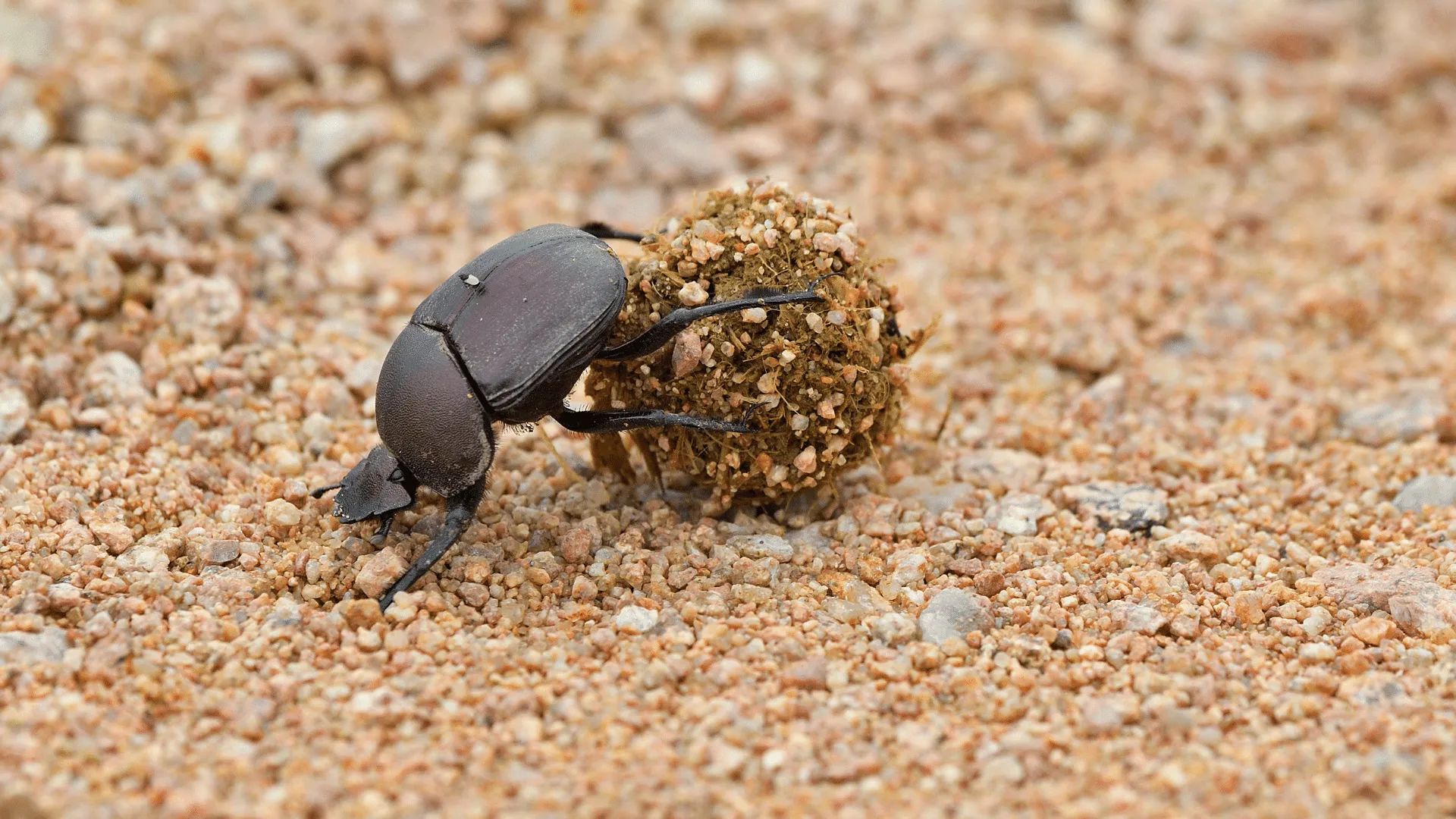 Dung Beetles: Fascinating Facts & Safari Wildlife Insights