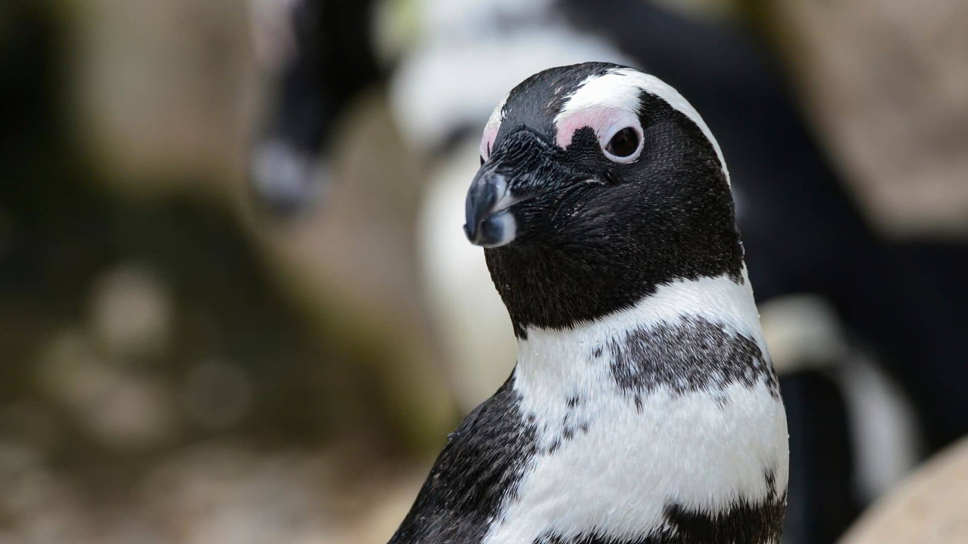 Discovering the lesser-known animals of Africa