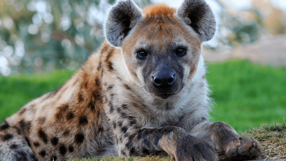 The Fascinating World of Spotted Hyenas: Africa's Predator