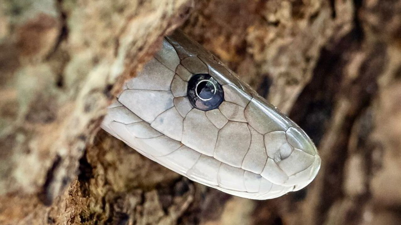 Powerful Business Tactics You Can Learn from Snakes