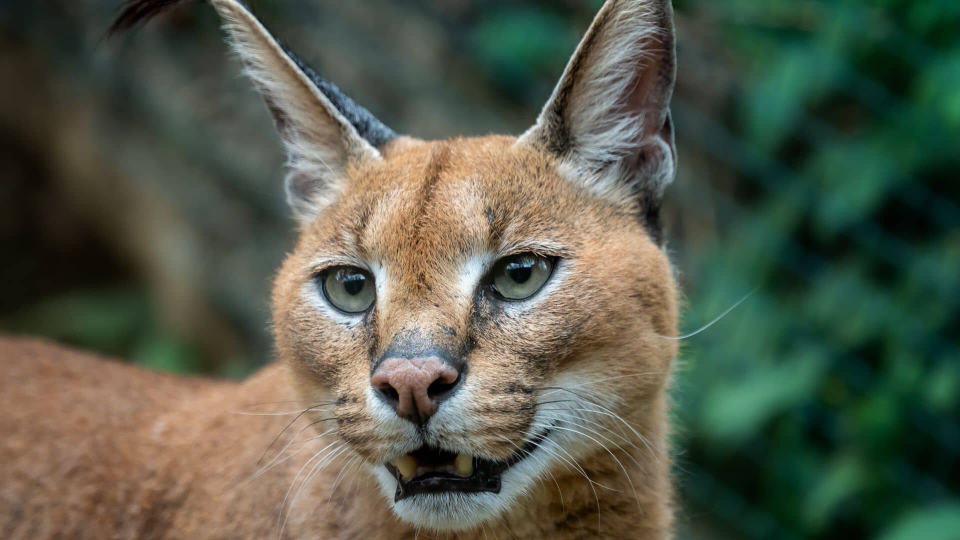 Discovering the lesser-known animals of Africa: Beyond the Big 5