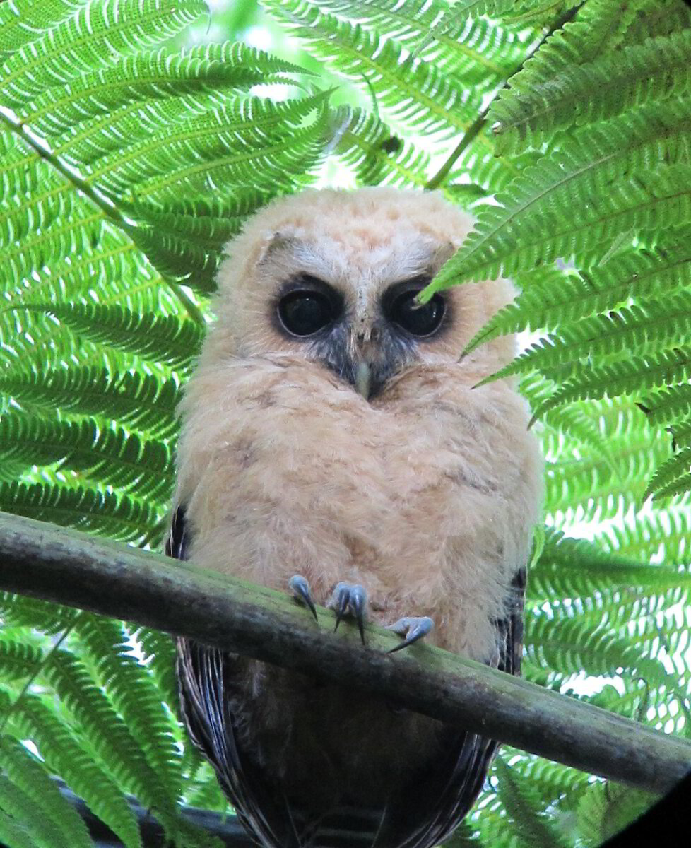 J. Fernanda Sánchez - Español