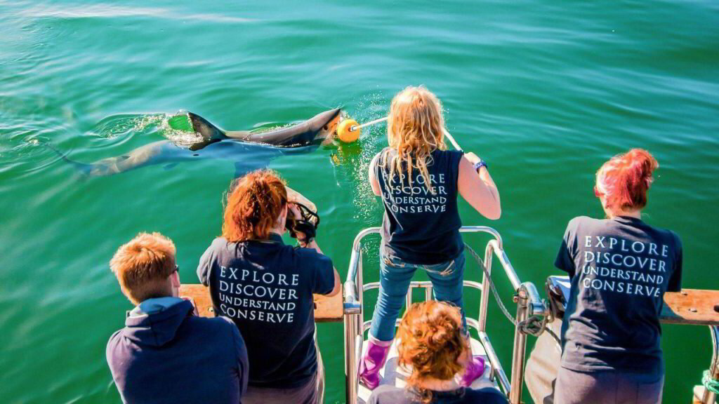 Why We Need Sharks For Our Ecosystem?