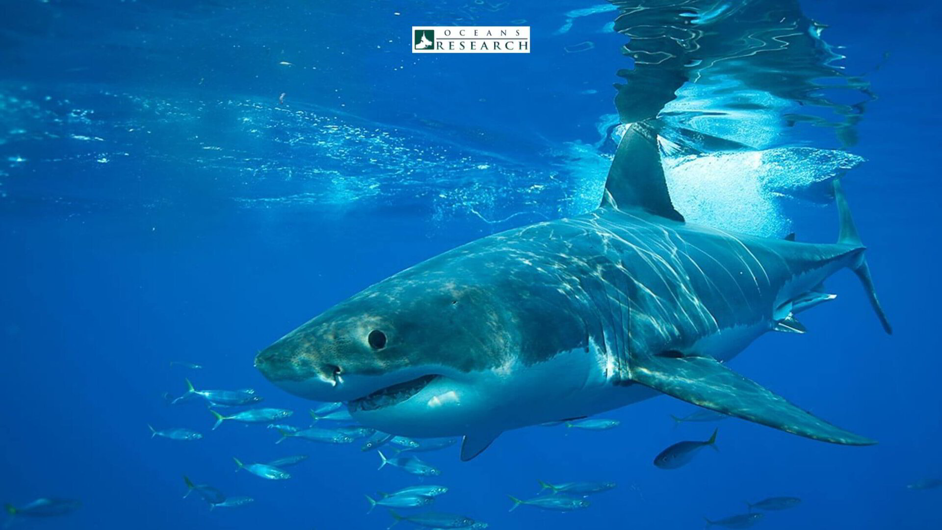 Why We Need Sharks For Our Ecosystem why-we-need-sharks-for-our-ecosystem