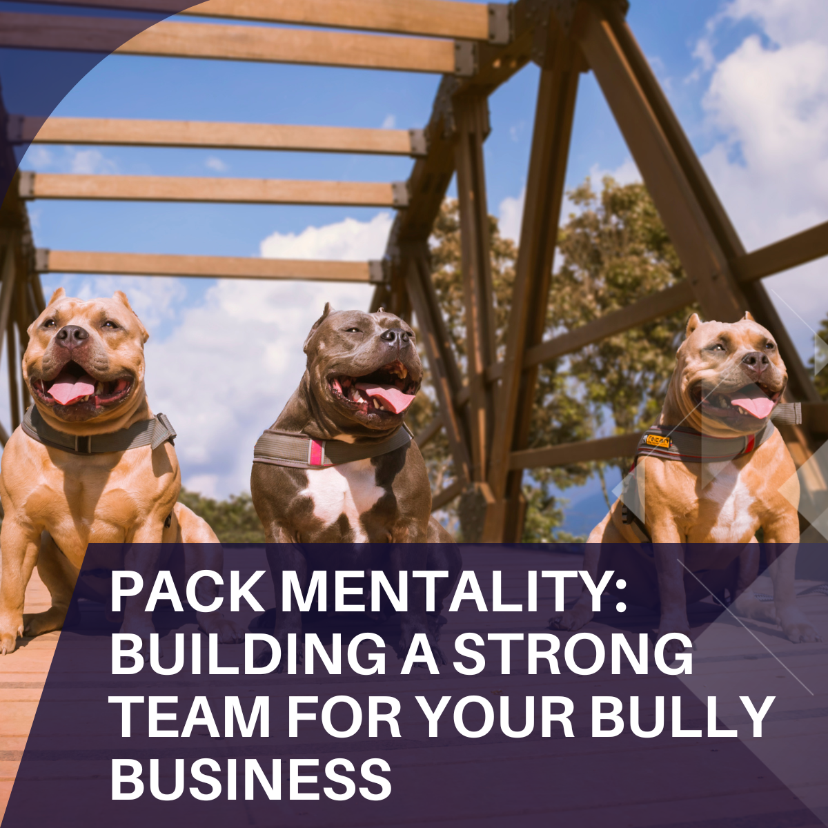 Pack Mentality: Building a Strong Team for Your Bully Business