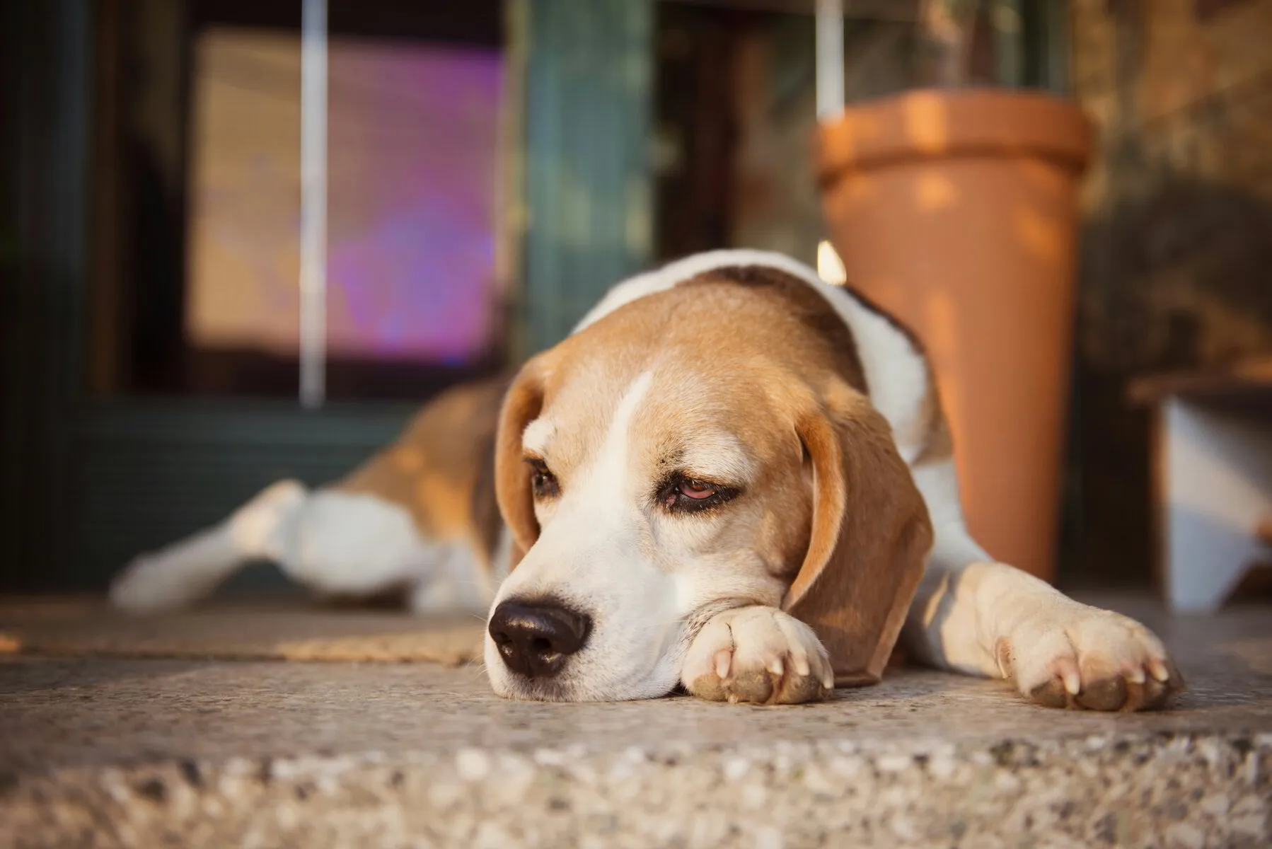 Tackling Separation Anxiety in Dogs with Expert Dog Training in Raleigh, NC Tackling Separation Anxiety in Dogs with Expert Dog Training in Raleigh, NC